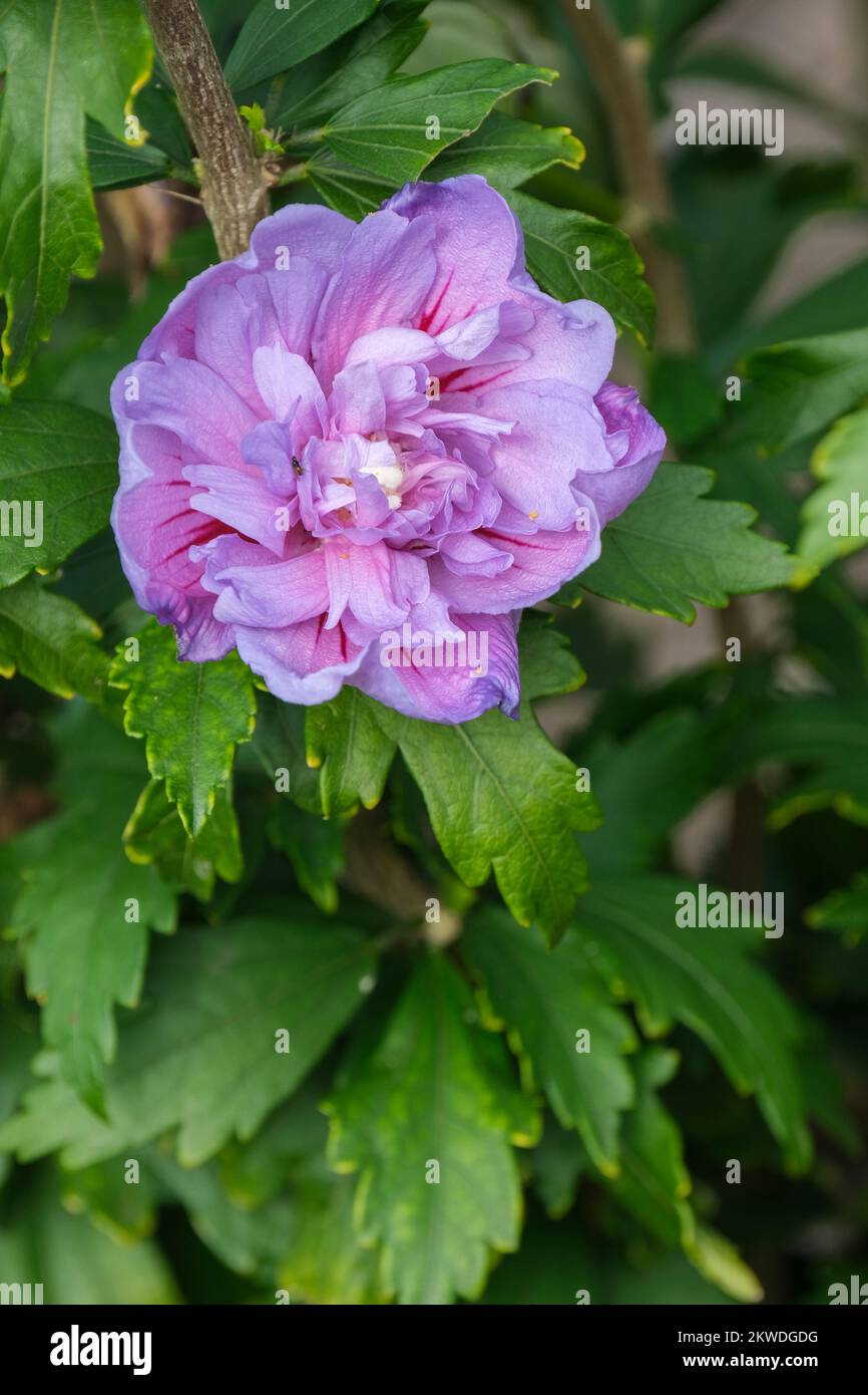 Hibiscus syriacus Blue Chiffon, Chiffon Series, rose of Sharon Blue ...