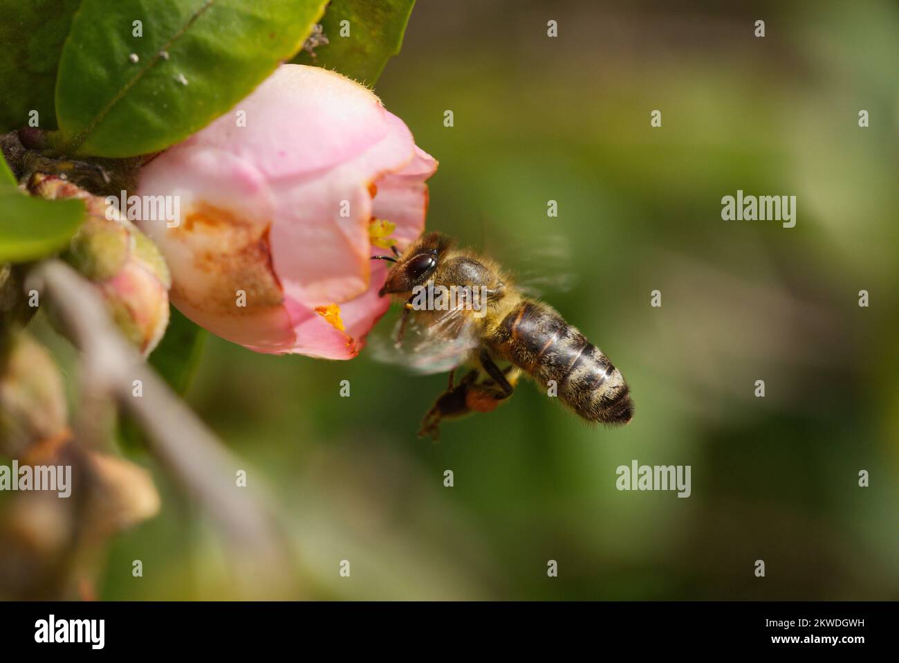 European bee in a botanical garden in Queensland, Australia Stock Photo ...