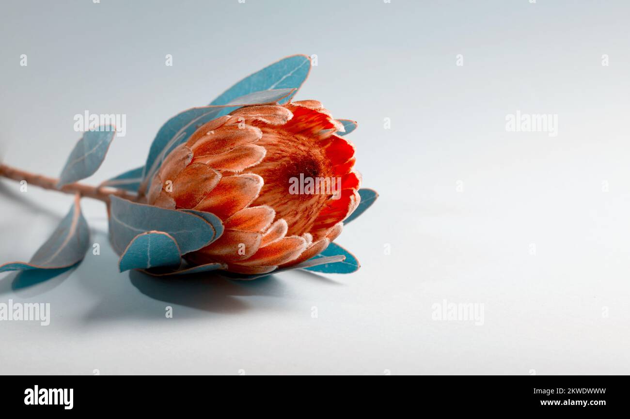 Beautiful Protea Flower on a light blue color background with copy ...