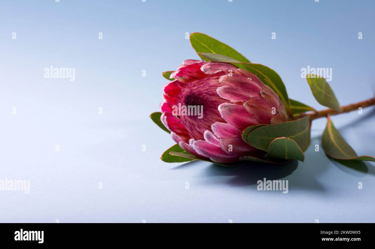 Beautiful Protea Flower on a light blue color background with copy ...