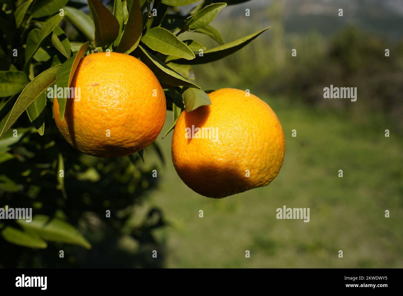 fresh juicy natural mandarins farming and harvesting Stock Photo - Alamy