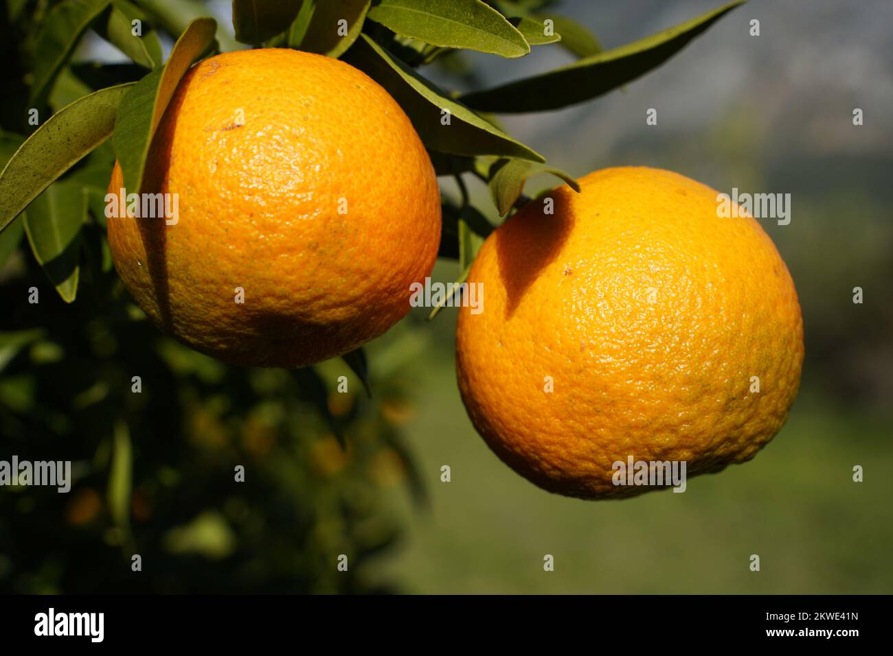fresh juicy natural mandarins farming and harvesting Stock Photo - Alamy