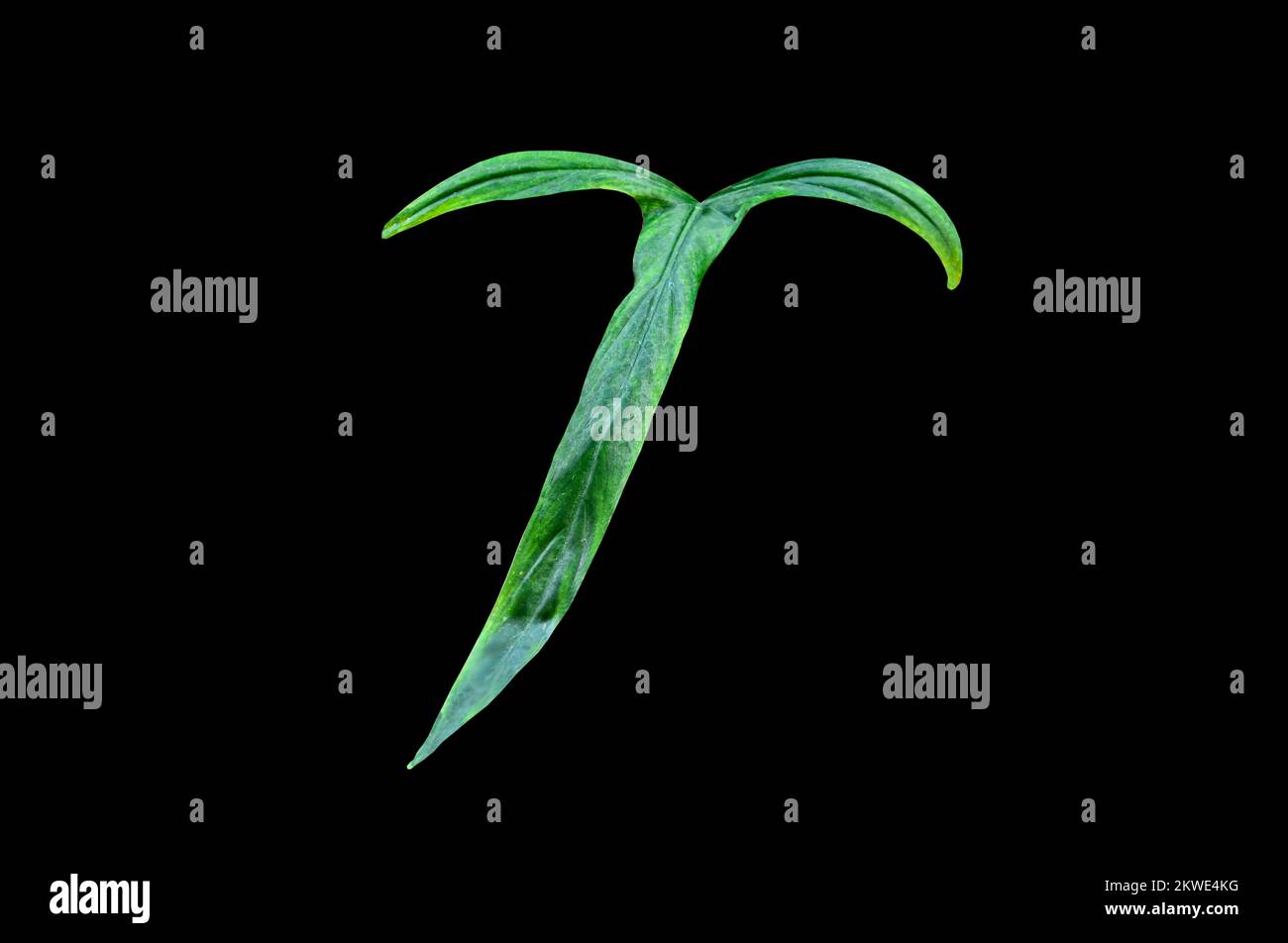 Philodendron holtonianum on black background Stock Photo - Alamy