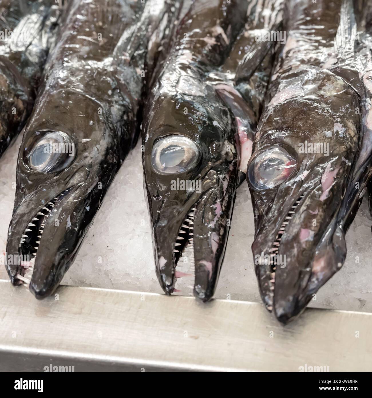 three heads of Black Scabbardfish fish at covered market, shot in ...
