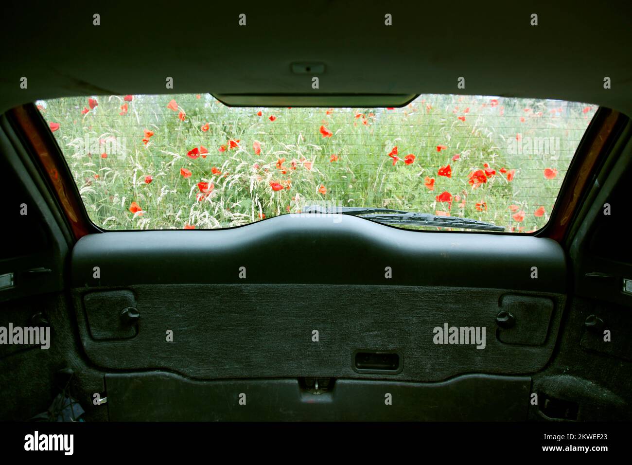 red poppies seen through windscreen in the back of car Stock Photo - Alamy
