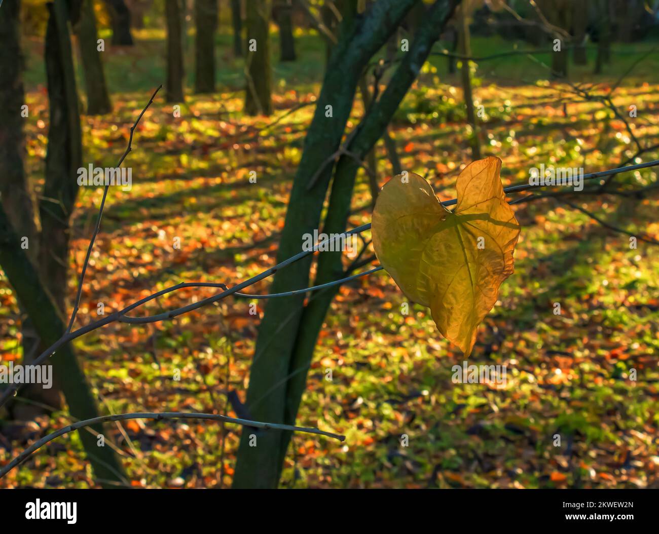Leaf of Dioscorea caucasica with dark background known as purple yam ...
