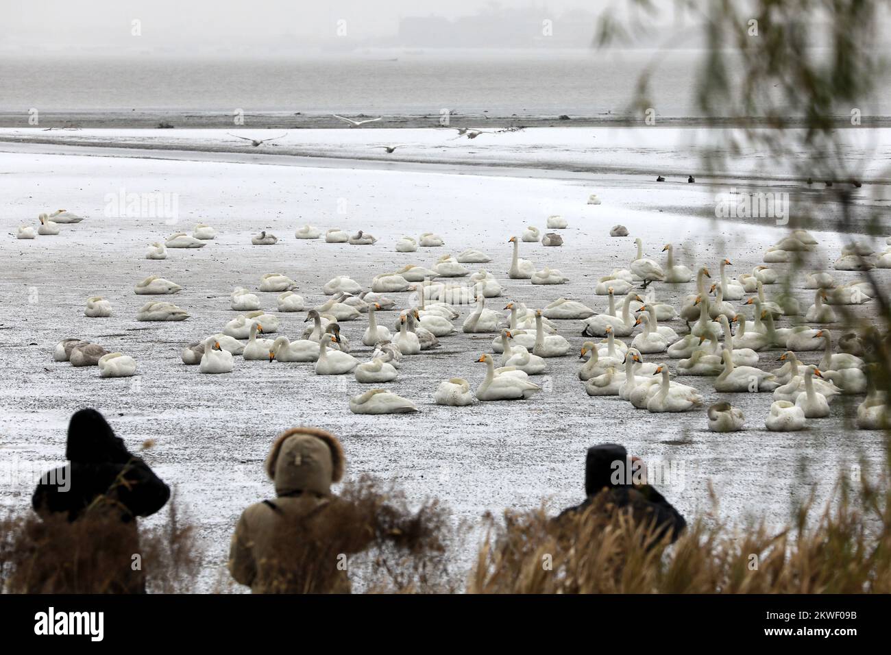 WEIHAI, CHINA - NOVEMBER 30, 2022 - Whooper swans play in the snow at ...