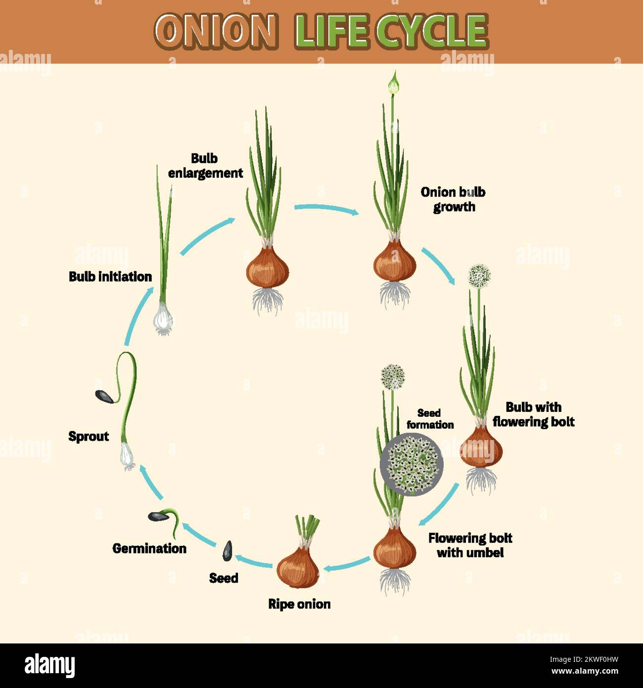 Diagram showing onion life cycle illustration Stock Vector Image & Art ...