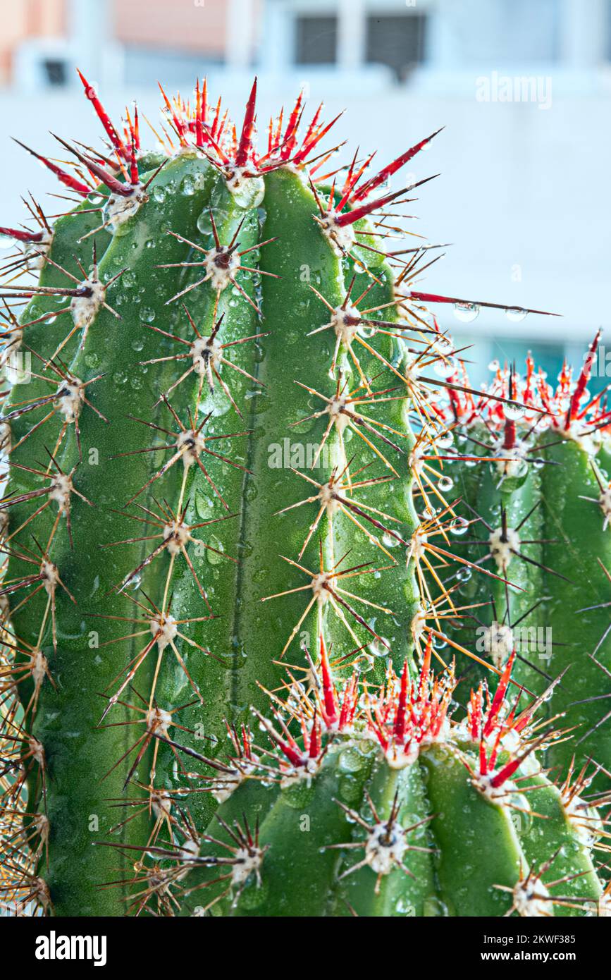 Trunks of cereus cactus with red young sharp tips and many raindrops on ...