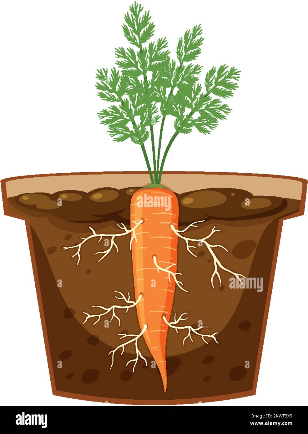 Root of carrot plant vector illustration Stock Vector Image & Art - Alamy Root of carrot plant vector illustration Stock Vector Image & Art - Alamy