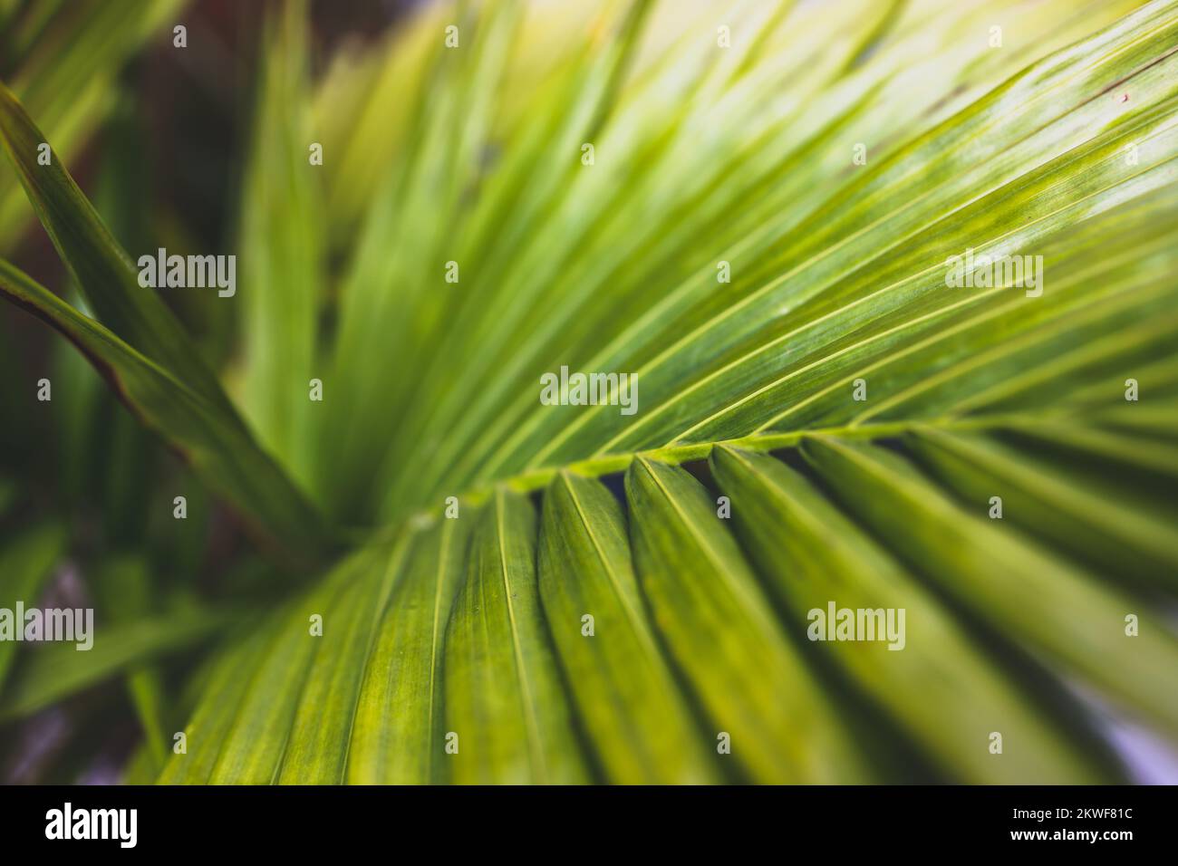 green lush palm frond, close-up shot at shallow depth of field Stock ...