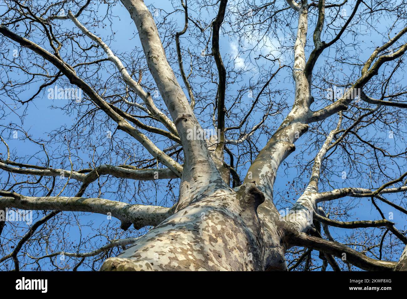 Sycamore tree. Platanus orientalis. Close up view. Bare plane tree ...