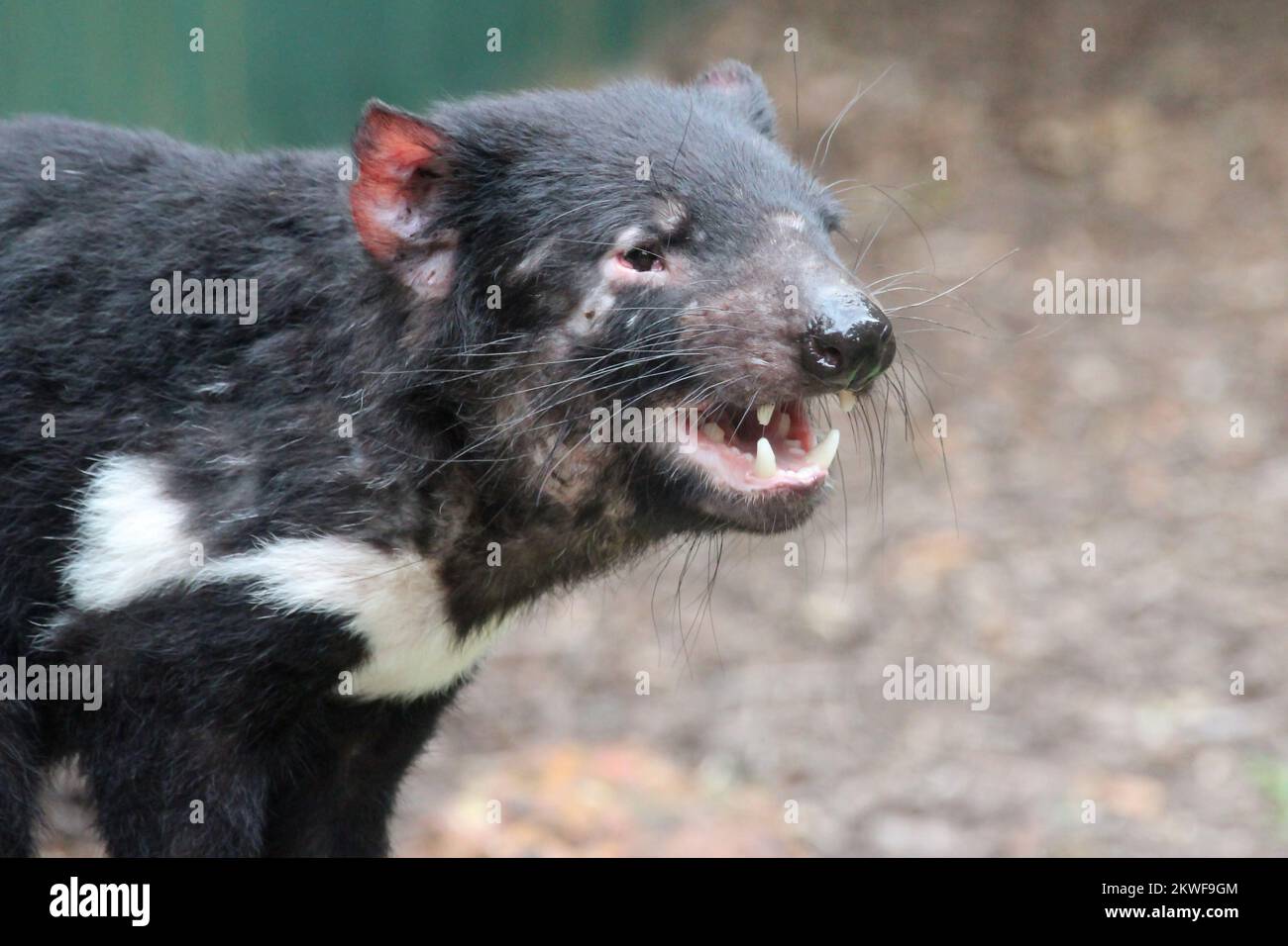 tasmanian devil in a zoo in australia Stock Photo - Alamy