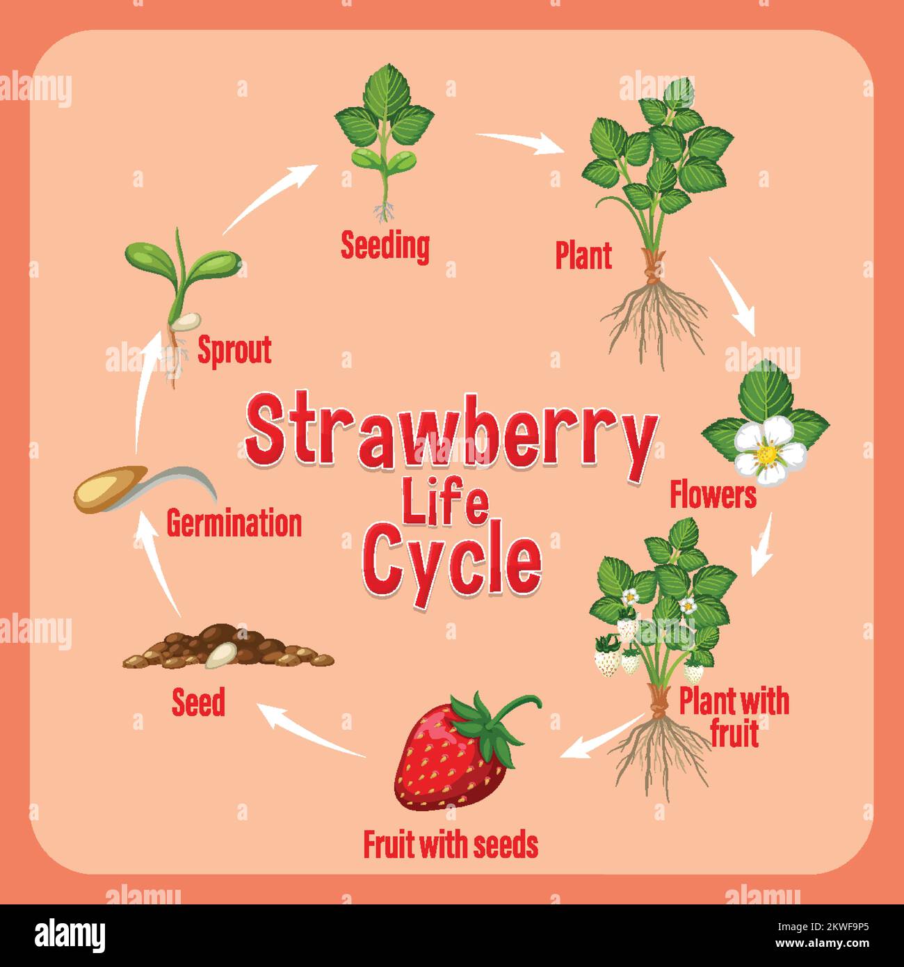 Life cycle of strawberry diagram illustration Stock Vector Image & Art ... Life cycle of strawberry diagram illustration Stock Vector Image & Art ...