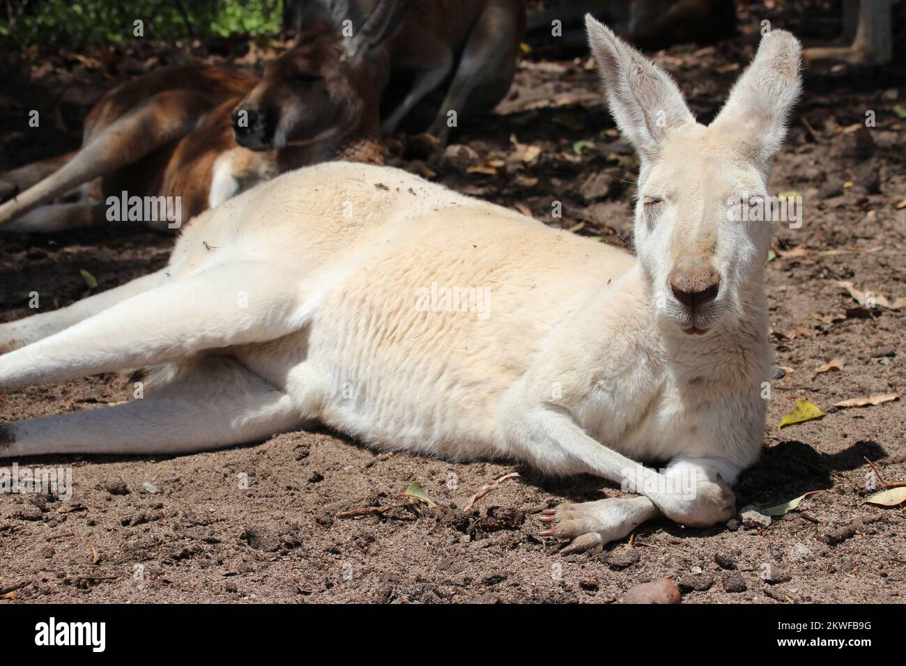 kangaroo in a zoo in australia Stock Photo - Alamy