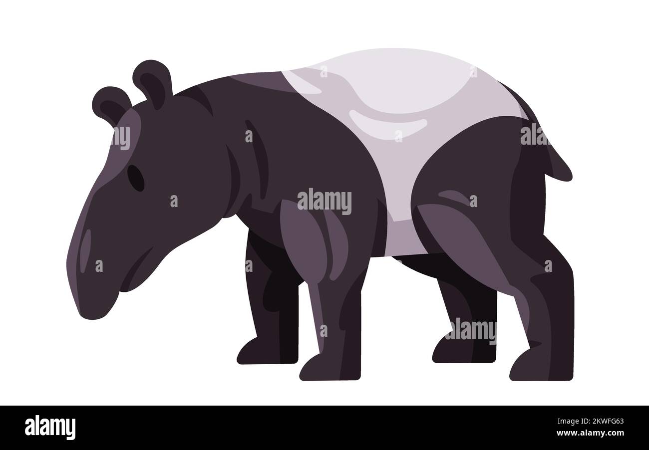Tapir tapiridae black and white color standing large herbivorous ...