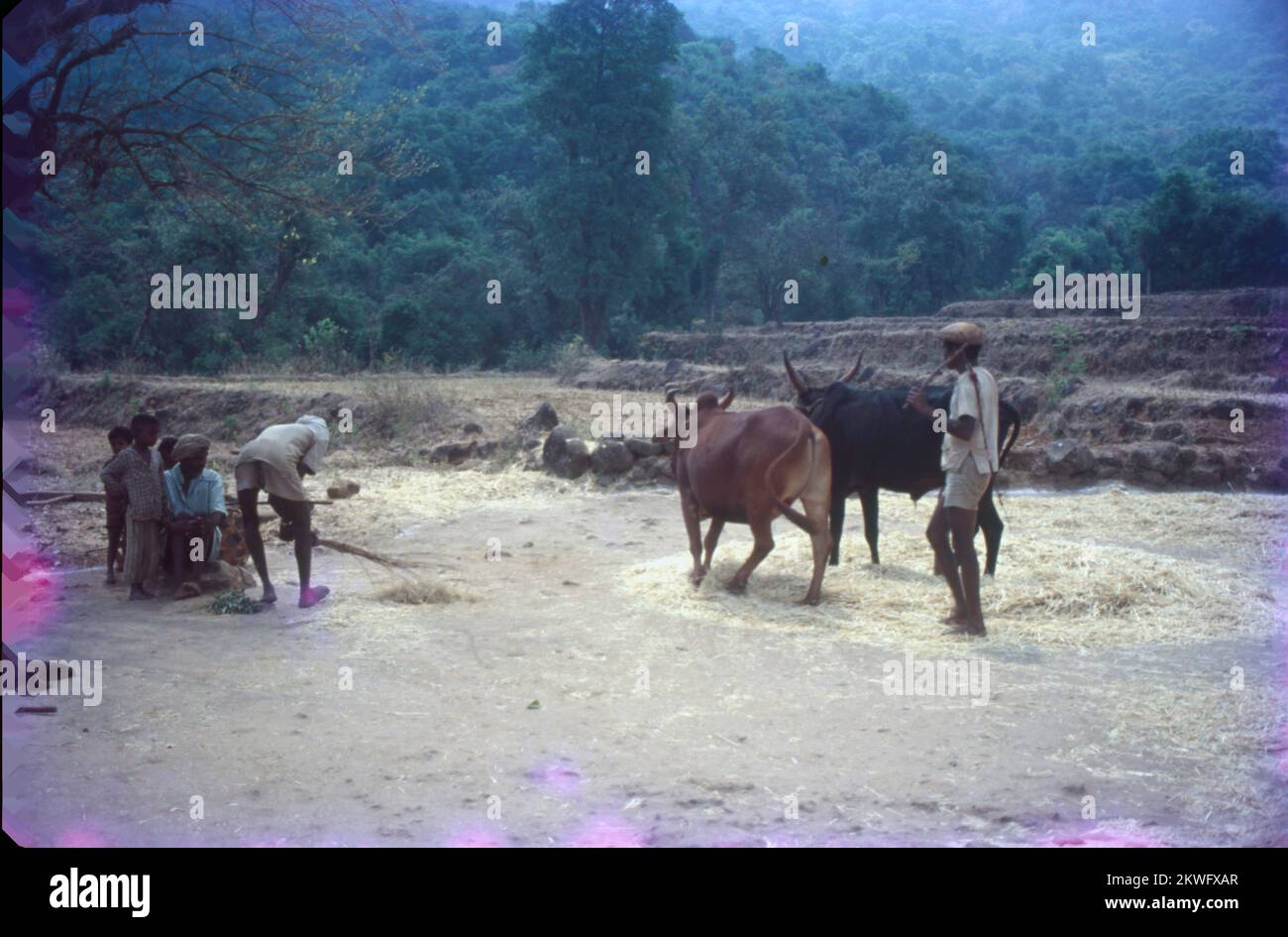 Crushing grain hi-res stock photography and images - Alamy