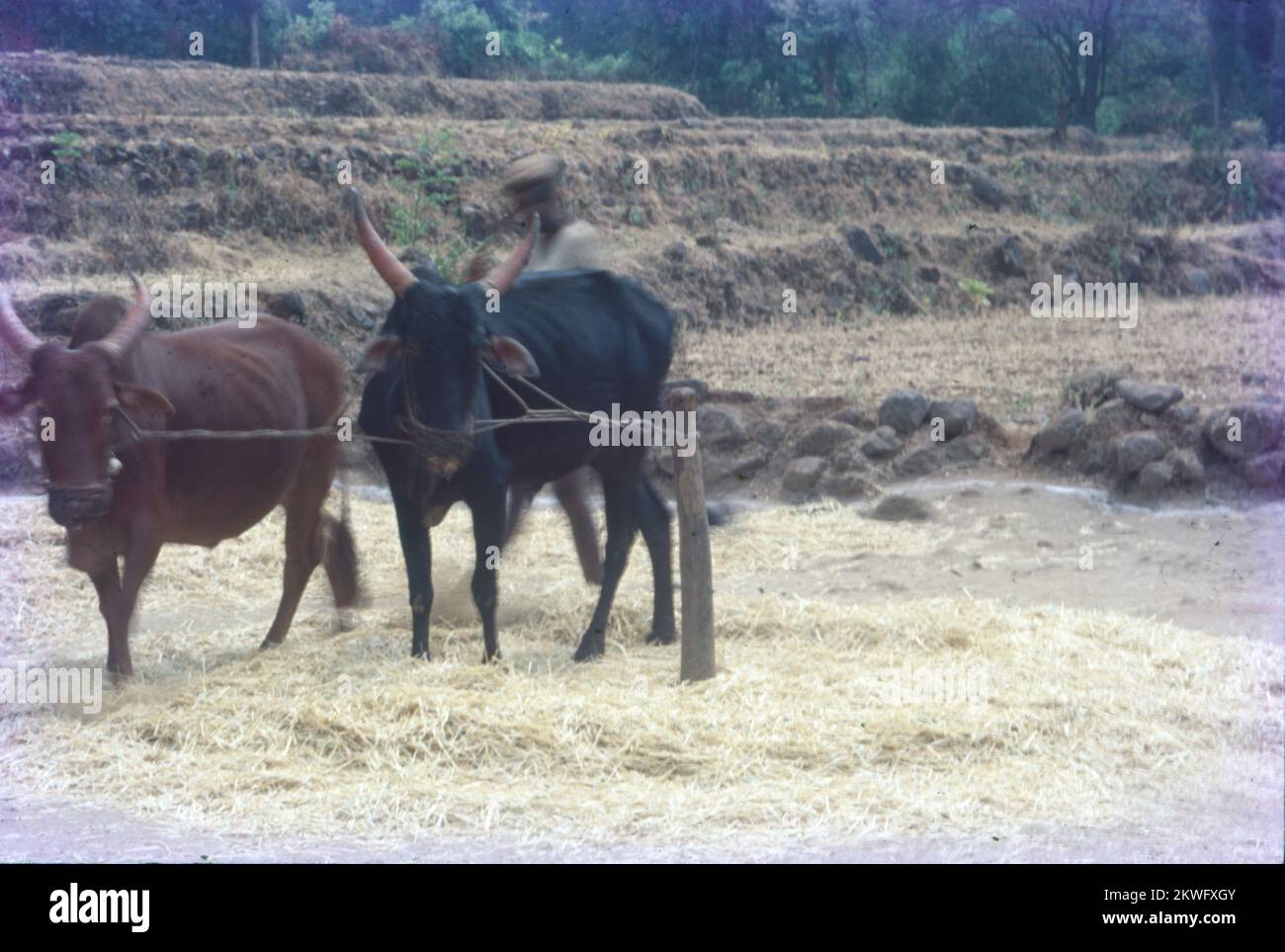 Crushing grain hi-res stock photography and images - Alamy