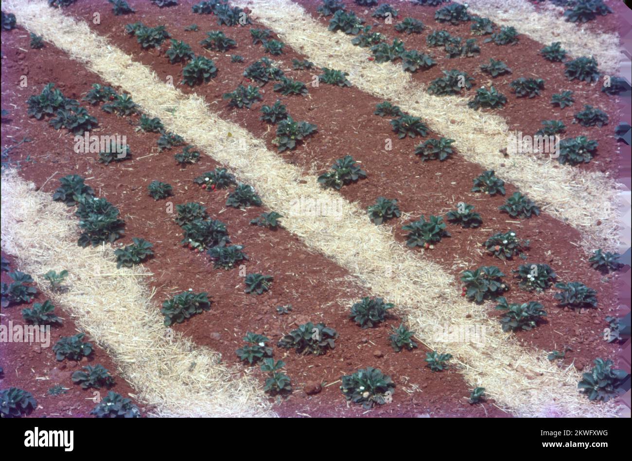 The garden strawberry is a widely grown hybrid species of the genus ...
