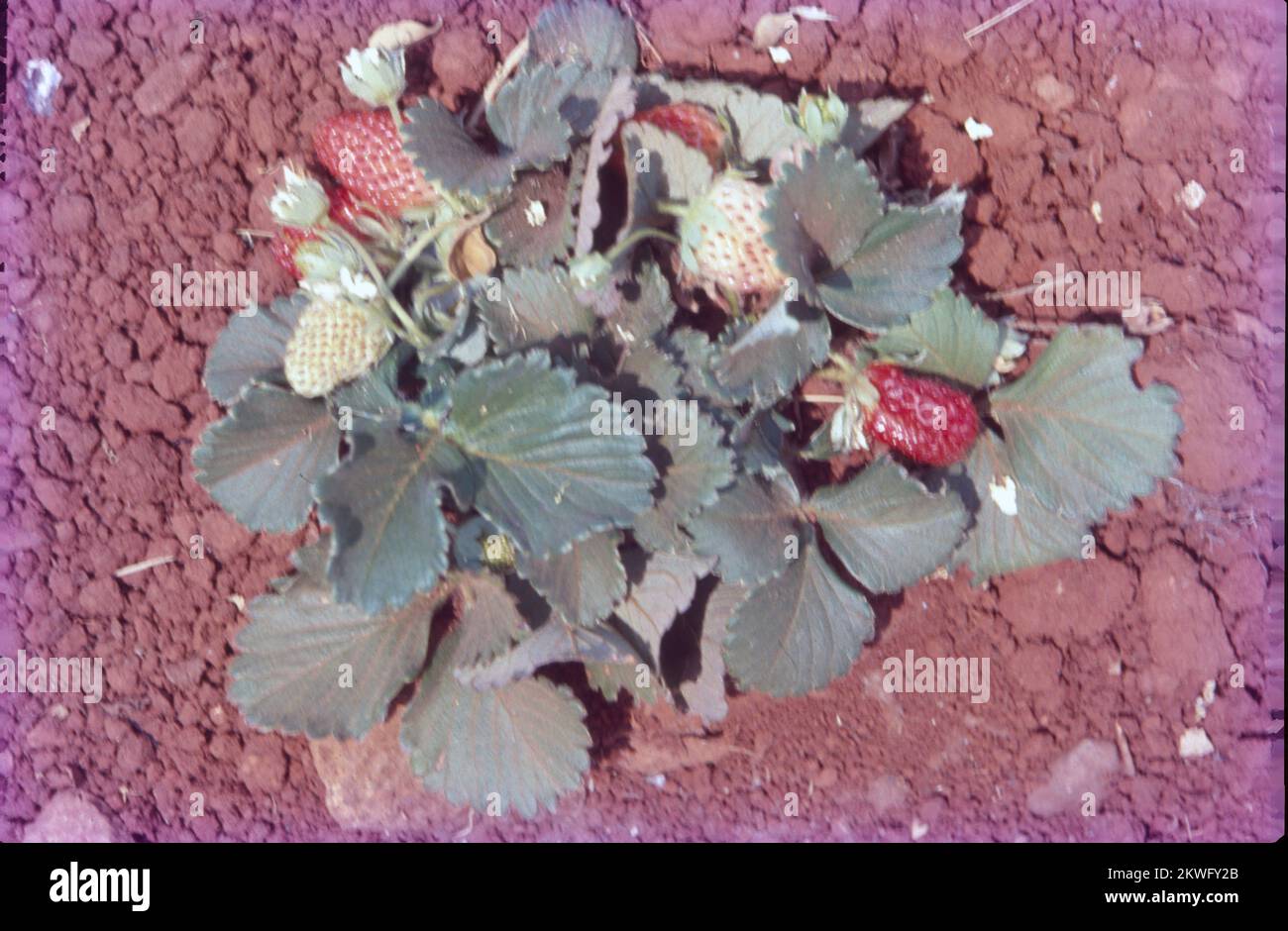 The garden strawberry is a widely grown hybrid species of the genus ...