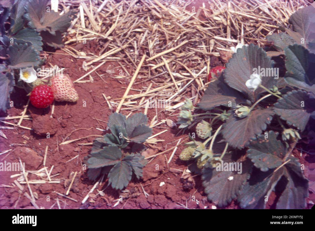 The garden strawberry is a widely grown hybrid species of the genus ...
