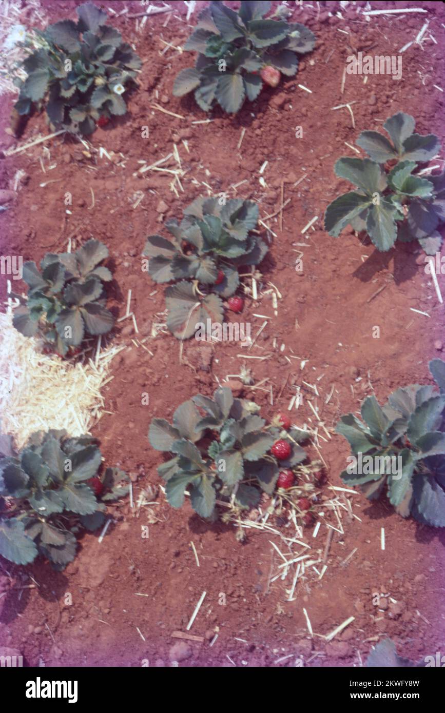 The garden strawberry is a widely grown hybrid species of the genus ...