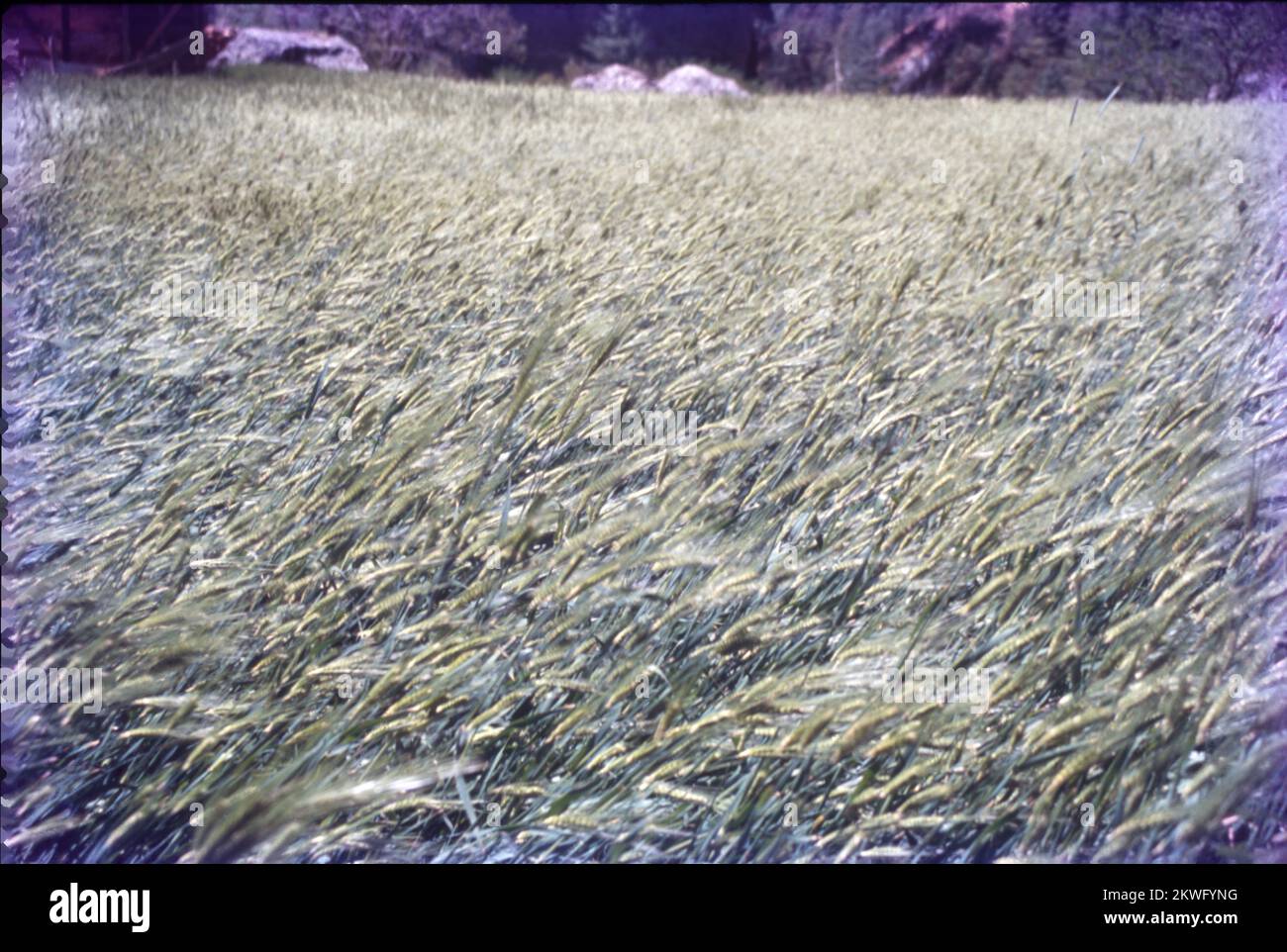 Oryza sativa, commonly known as Asian rice or indica rice, is the plant ...