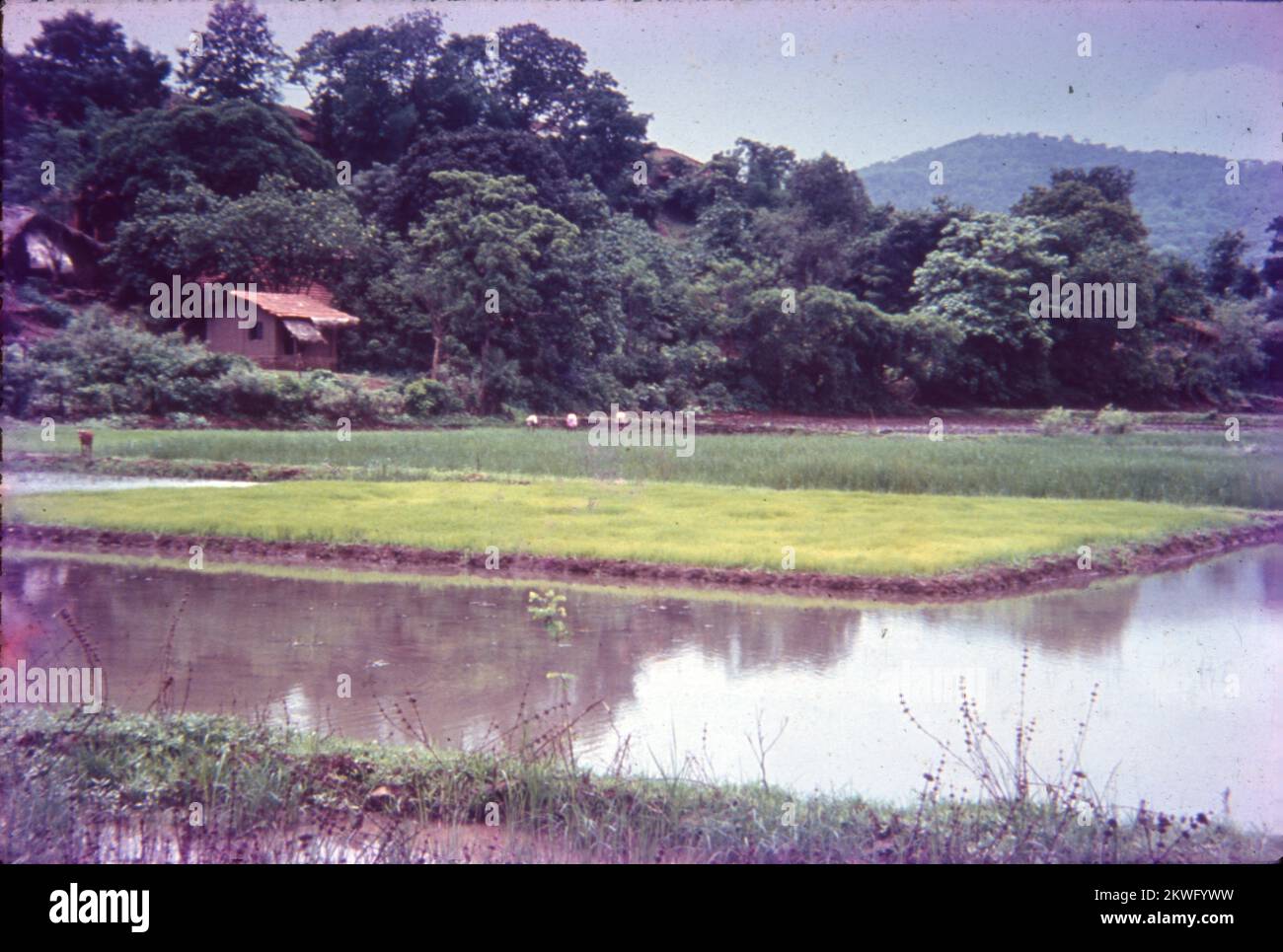 Oryza sativa, commonly known as Asian rice or indica rice, is the plant ...