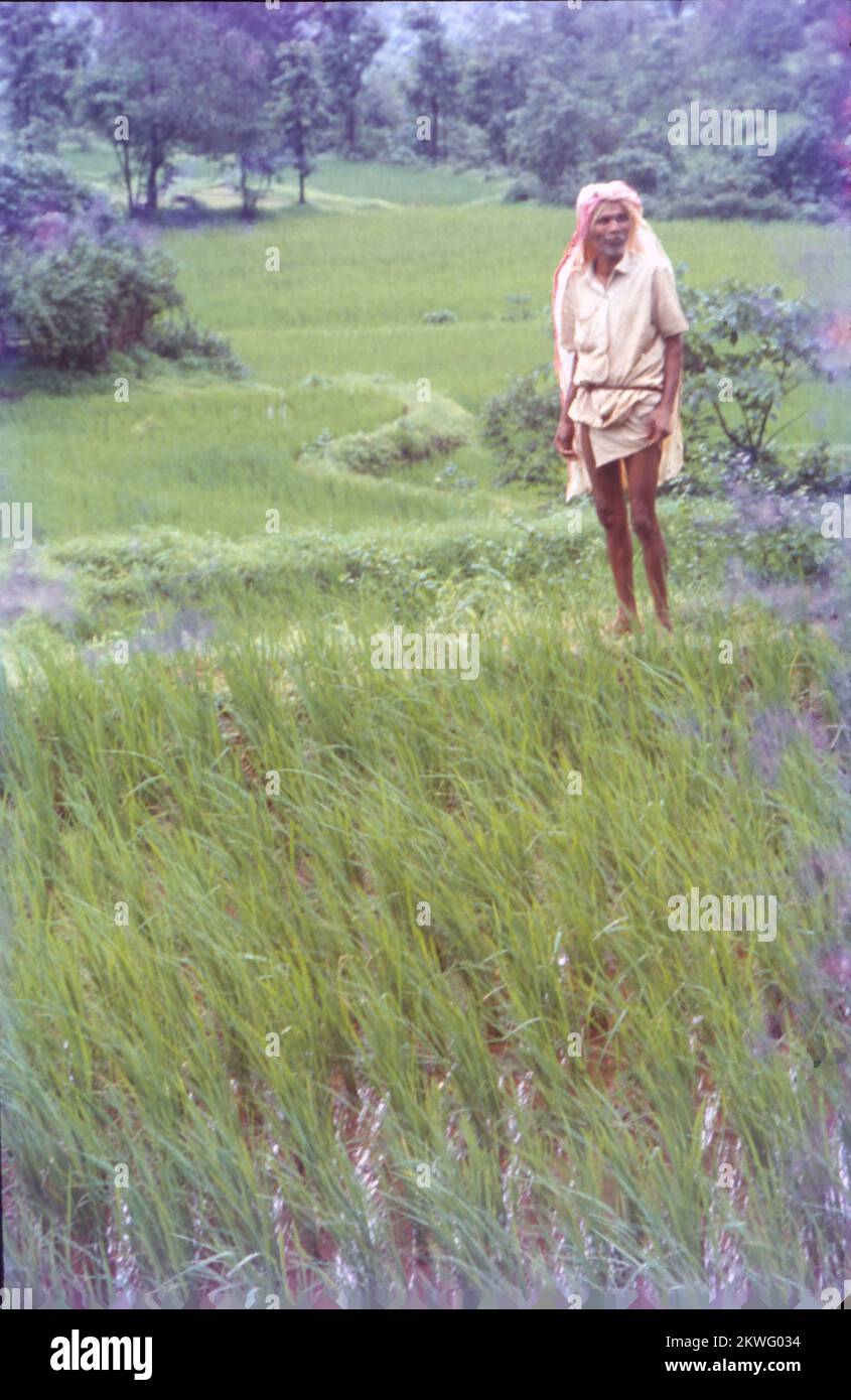 Oryza sativa, commonly known as Asian rice or indica rice, is the plant ...