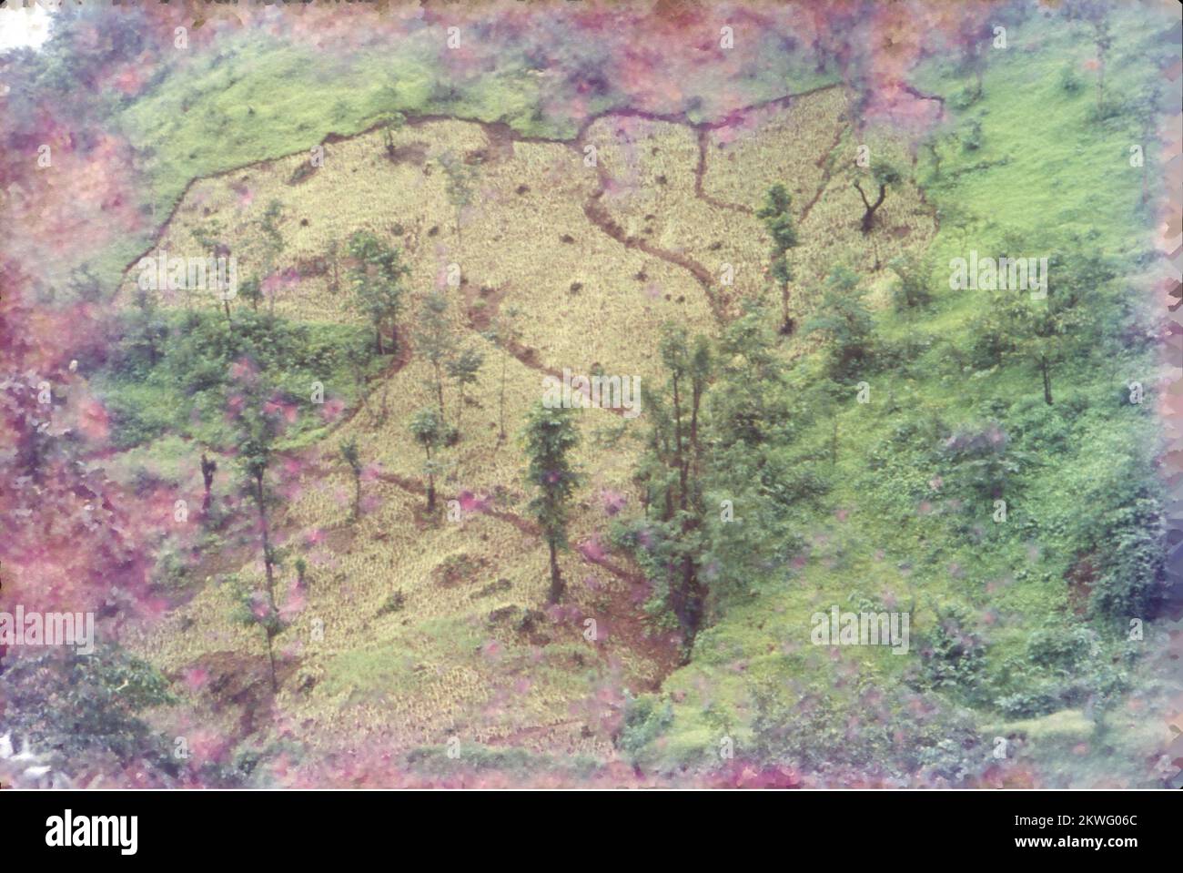 In hills, step farming, also known as terrace farming, is prevalent to ...