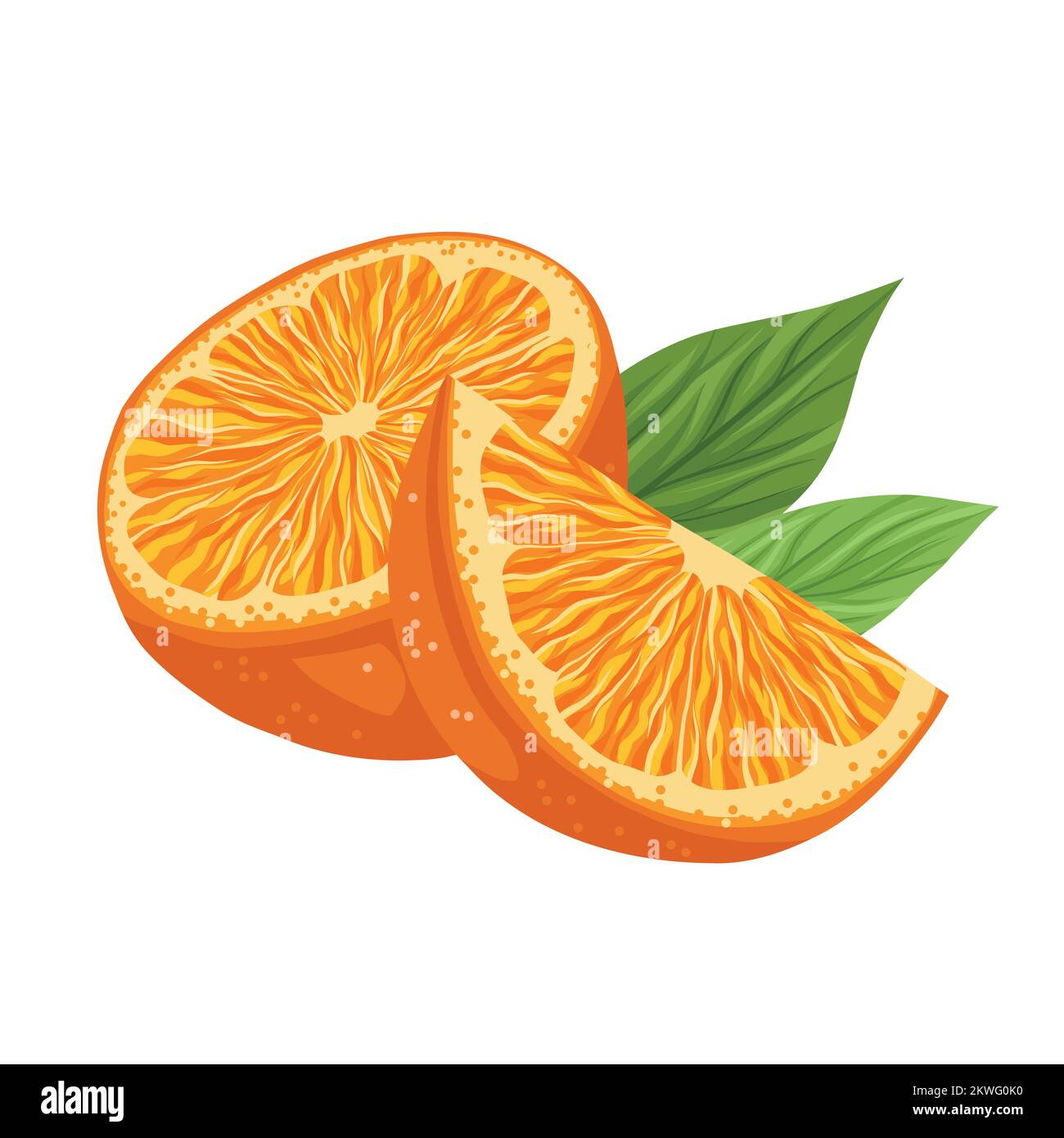 Vector illustration of cut orange with slice and foliage. Summer juicy ...