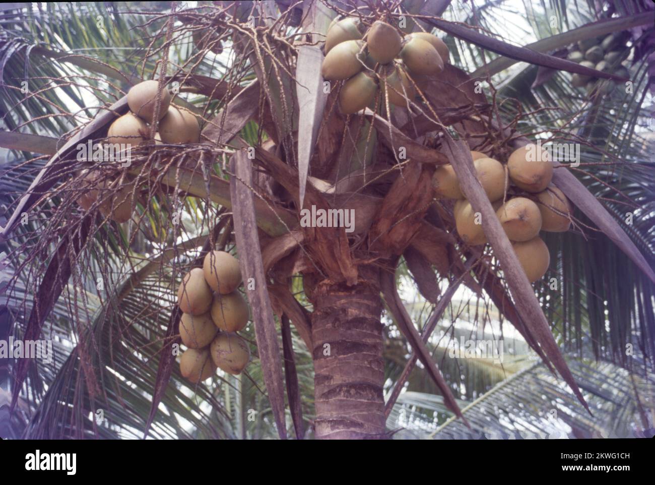 A coconut is the edible fruit of the coconut palm (Cocos nucifera), a ...