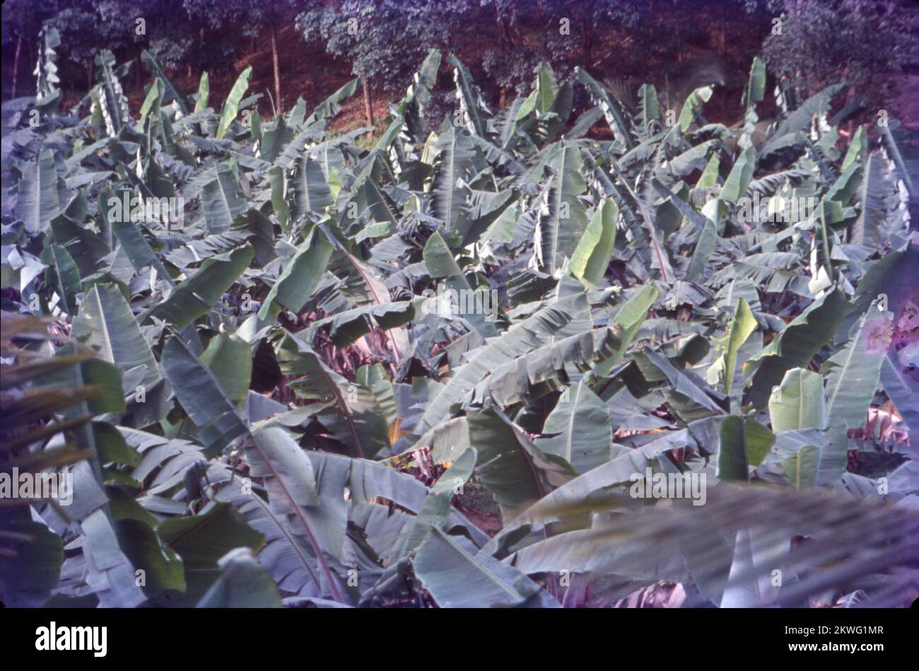 Family musaceae hi-res stock photography and images - Alamy