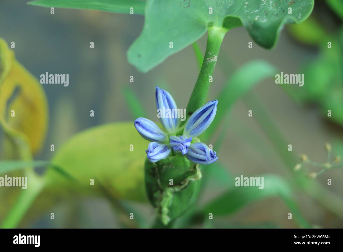 Agape flower hi-res stock photography and images - Alamy