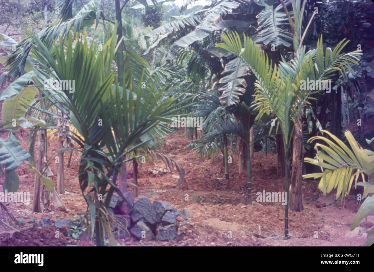 The areca nut is the fruit of the areca palm, which grows in much of ...