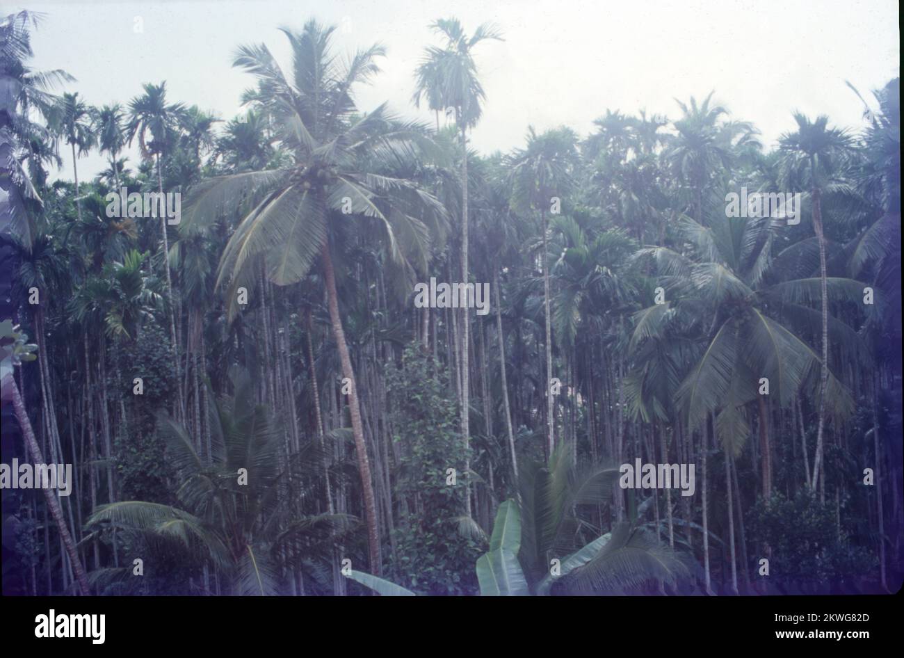 The areca nut is the fruit of the areca palm, which grows in much of ...