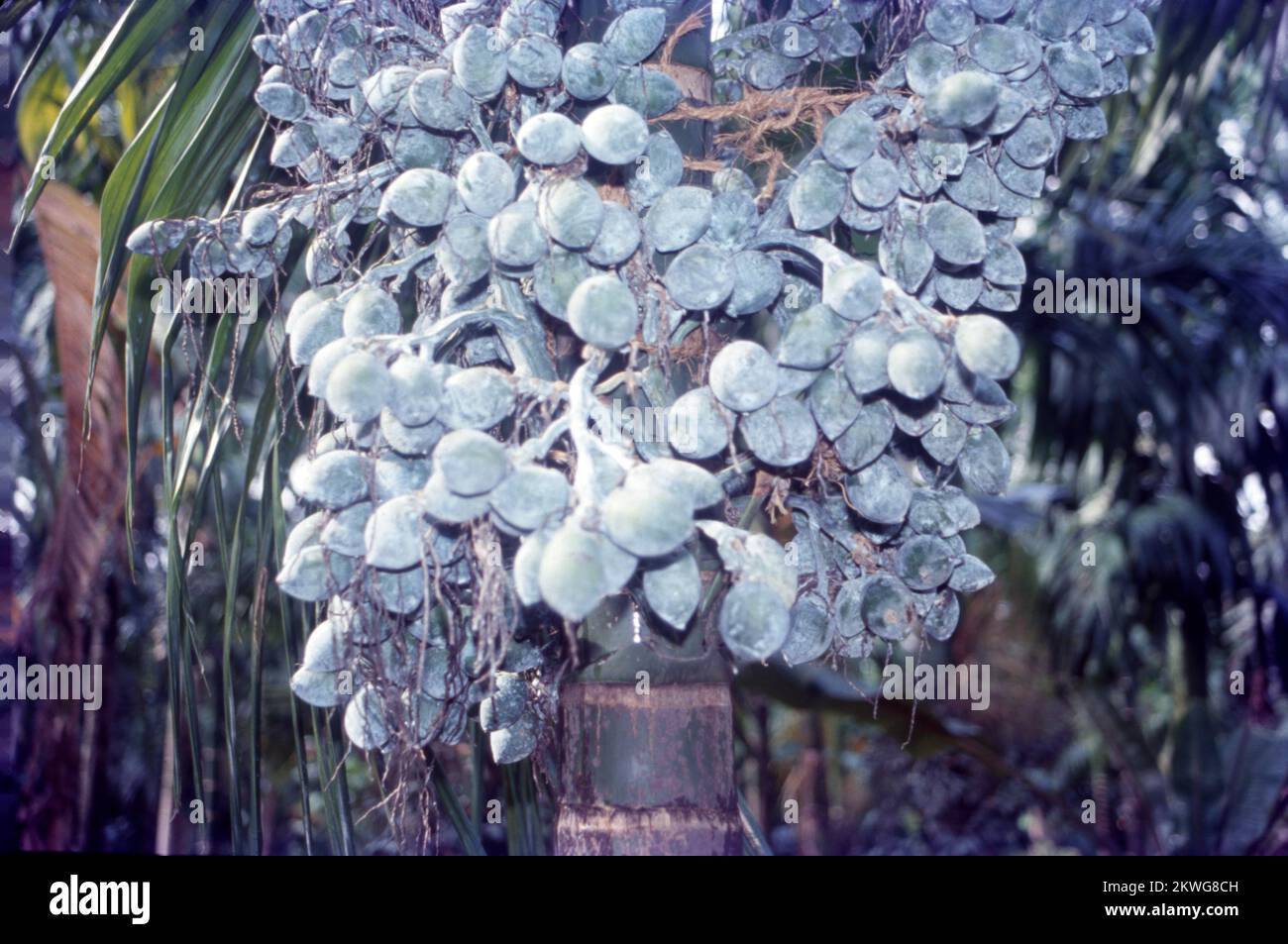 The areca nut is the fruit of the areca palm, which grows in much of ...