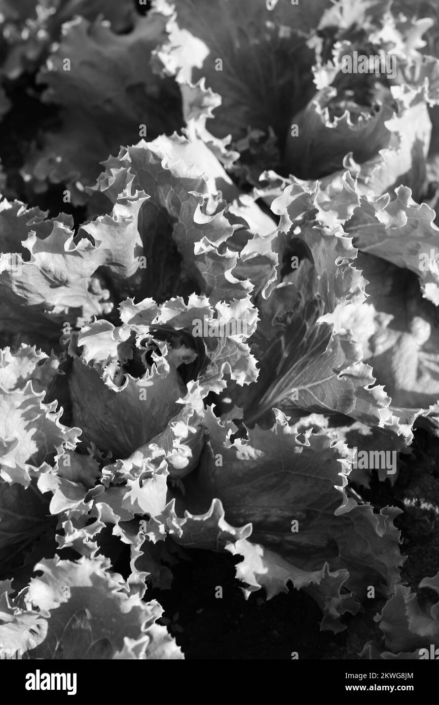 Fresh lettuce growing in the morning vegetable garden in a black and ...