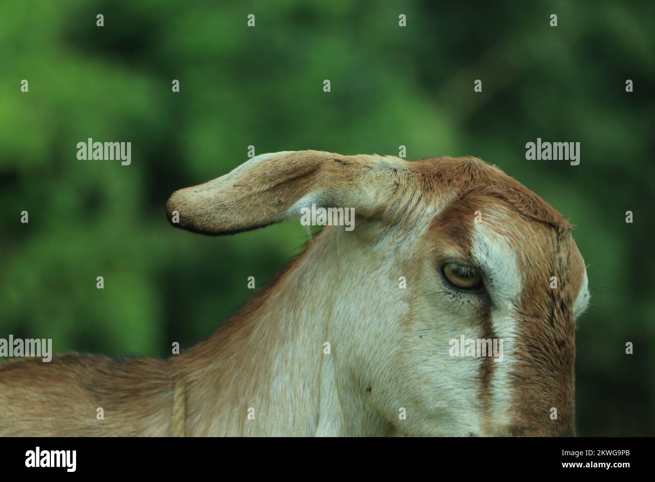 Brown goat long ears hi-res stock photography and images - Alamy