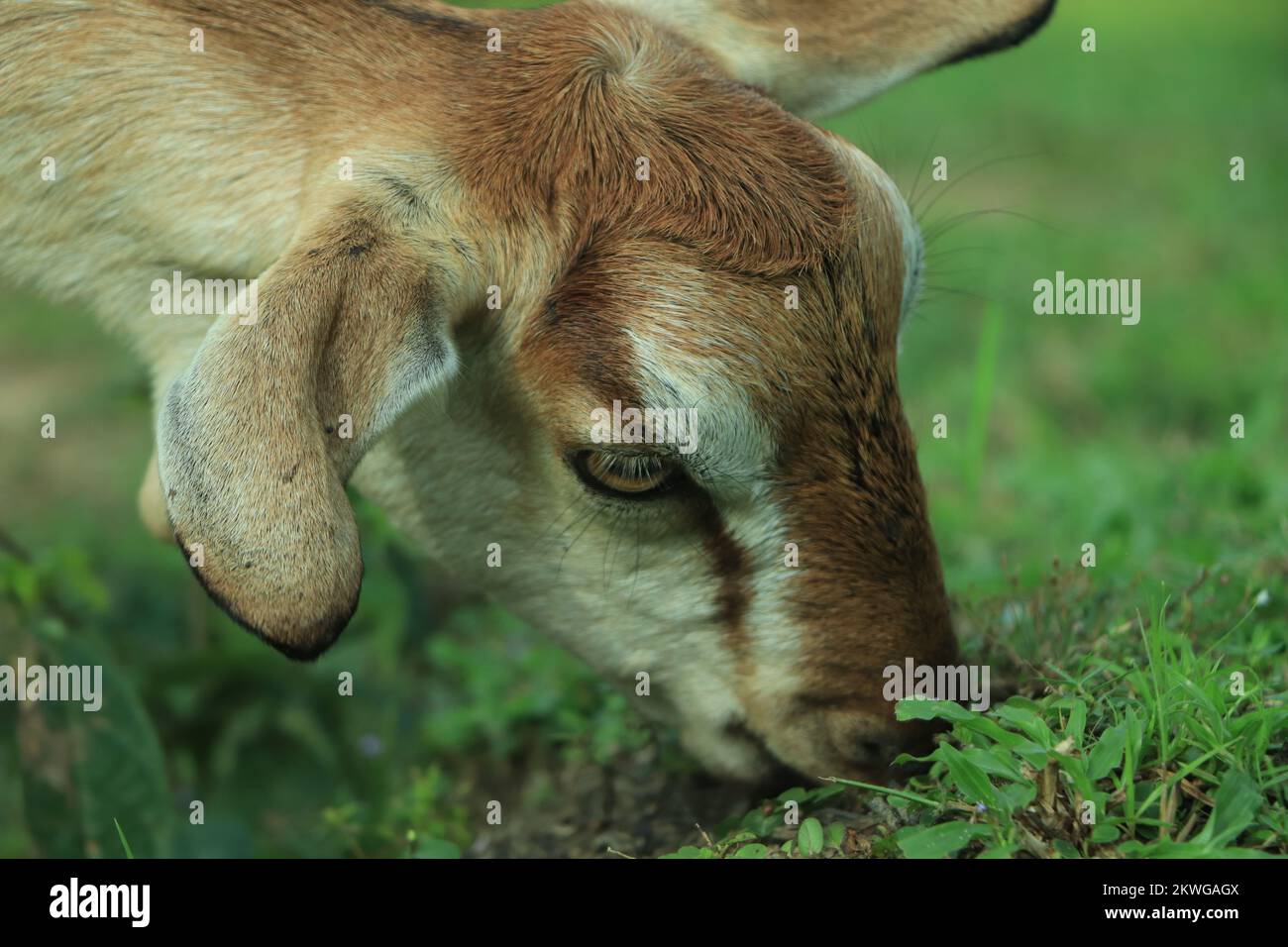 Close up photo on head of brown goat kid grazing, eating grass Stock ...