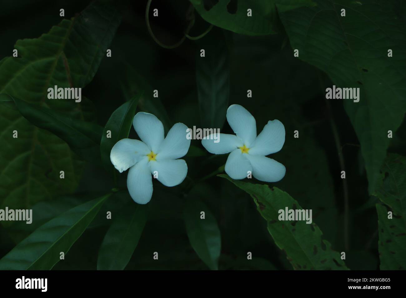 Philippine National Tree