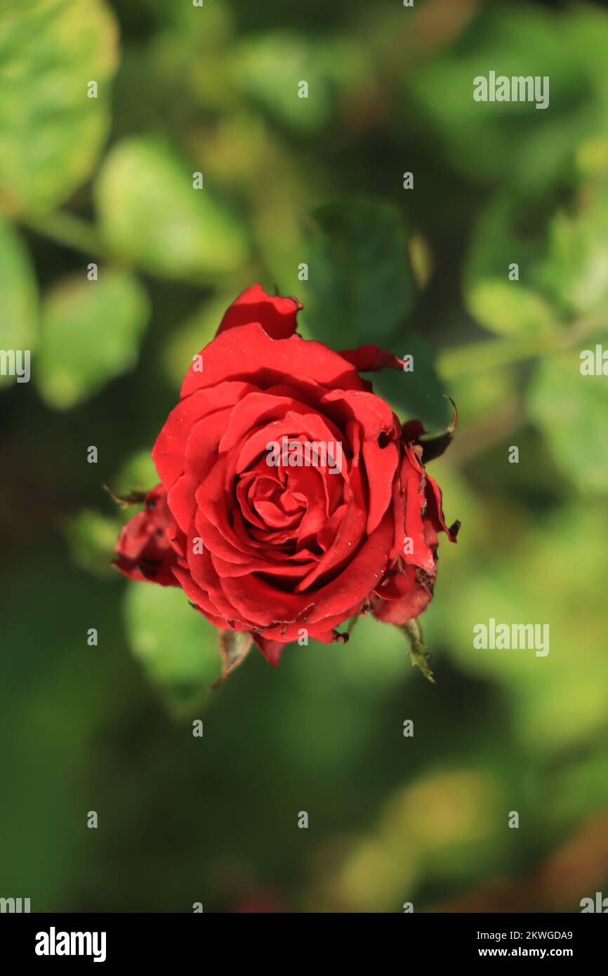 Classic red rose in full bloom Stock Photo - Alamy