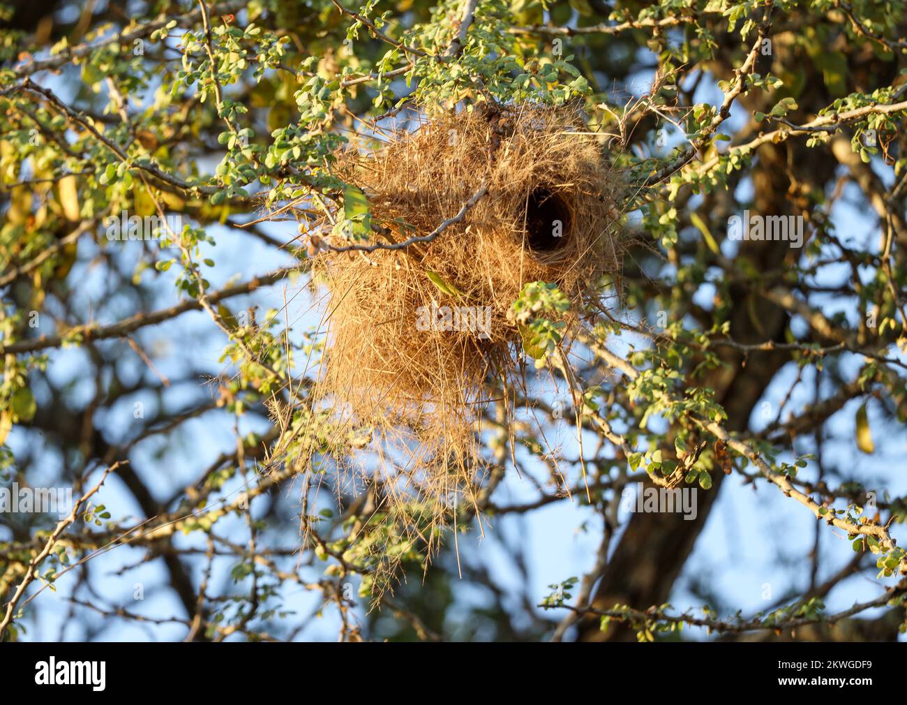 The untidy grass nest of a White-browed Sparrow-weaver showing the ...