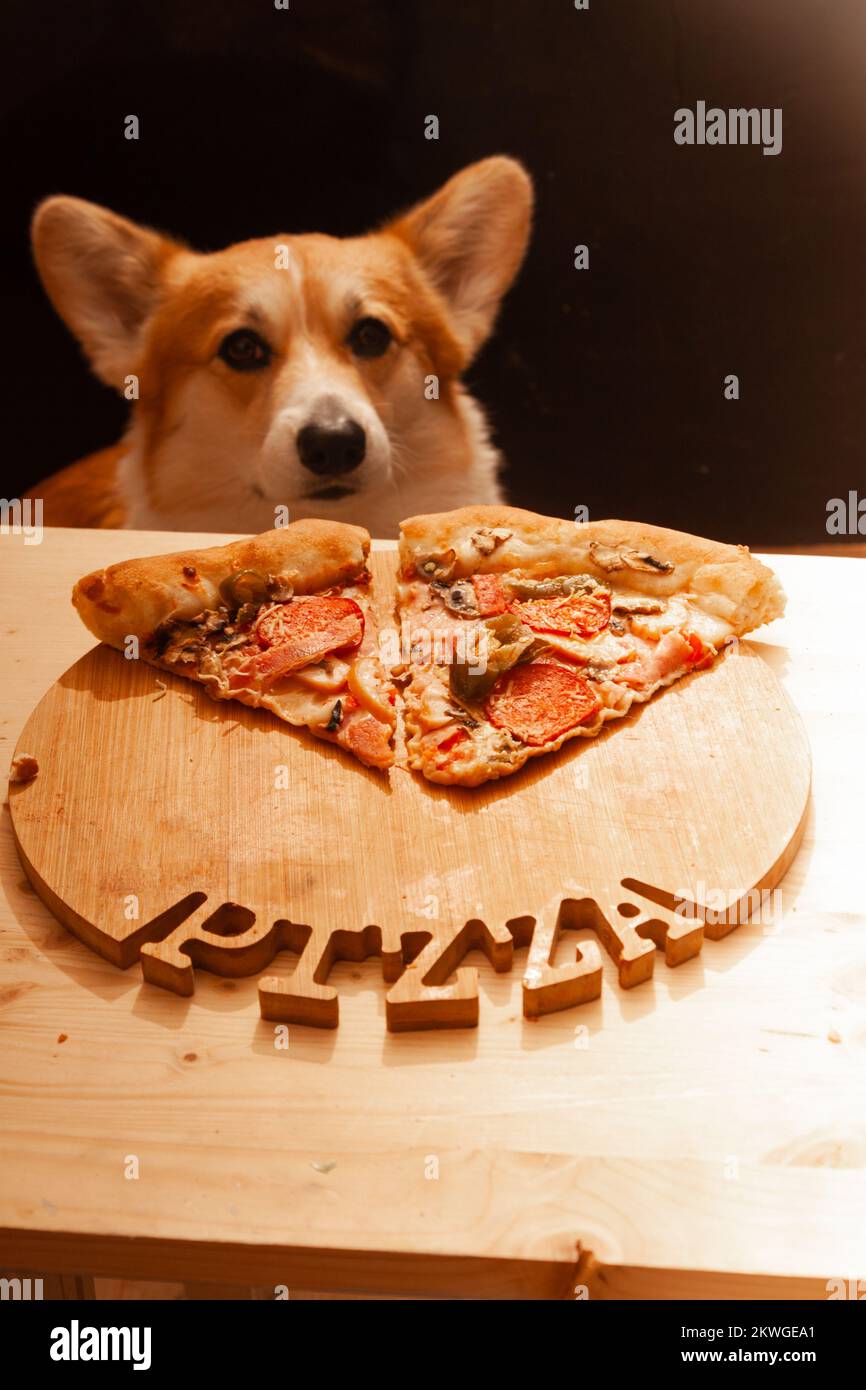 One cute Pembroke Corgi wants to eat a slice of pizza from the table ...