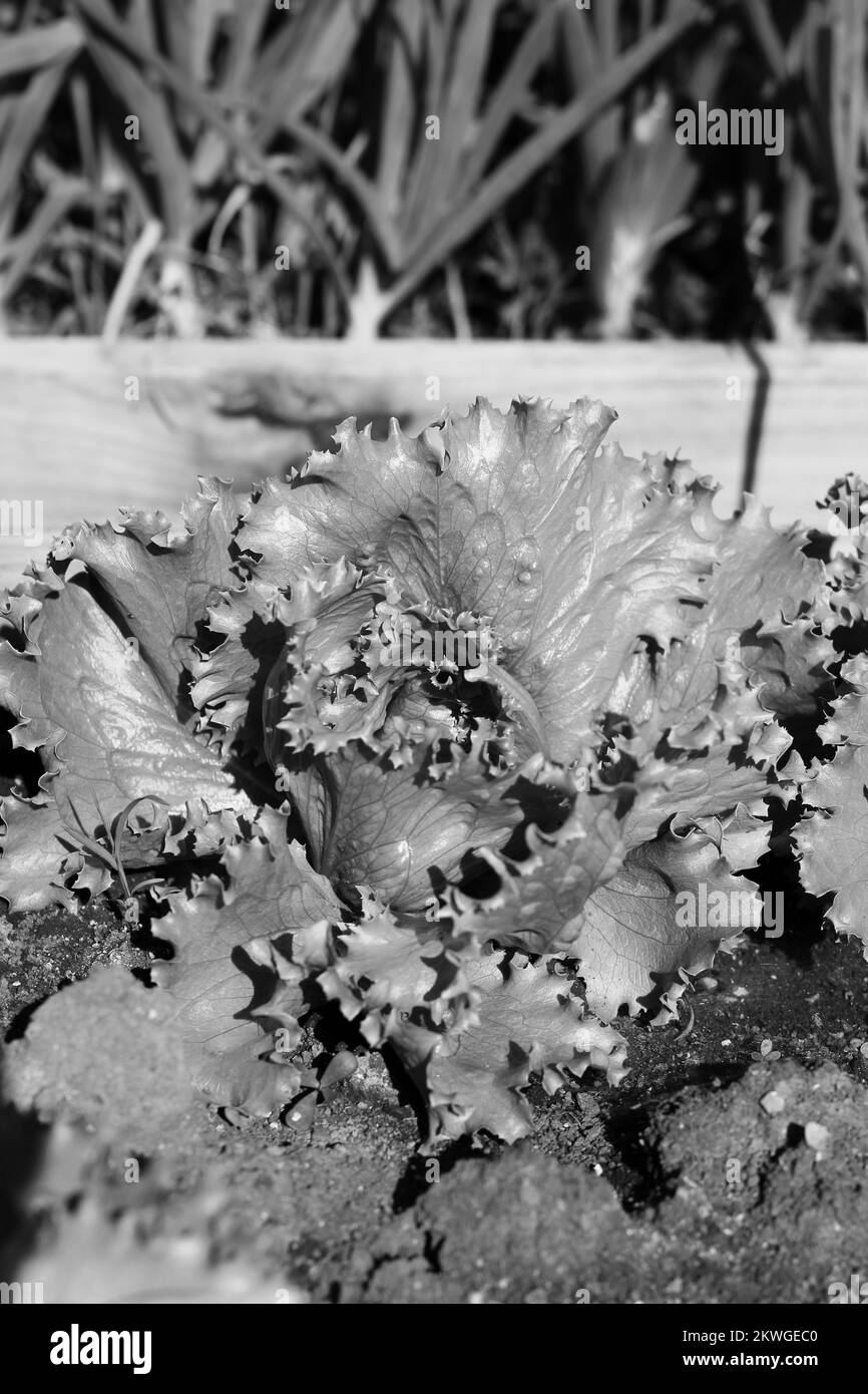 Fresh lettuce growing in the morning vegetable garden in a black and ...