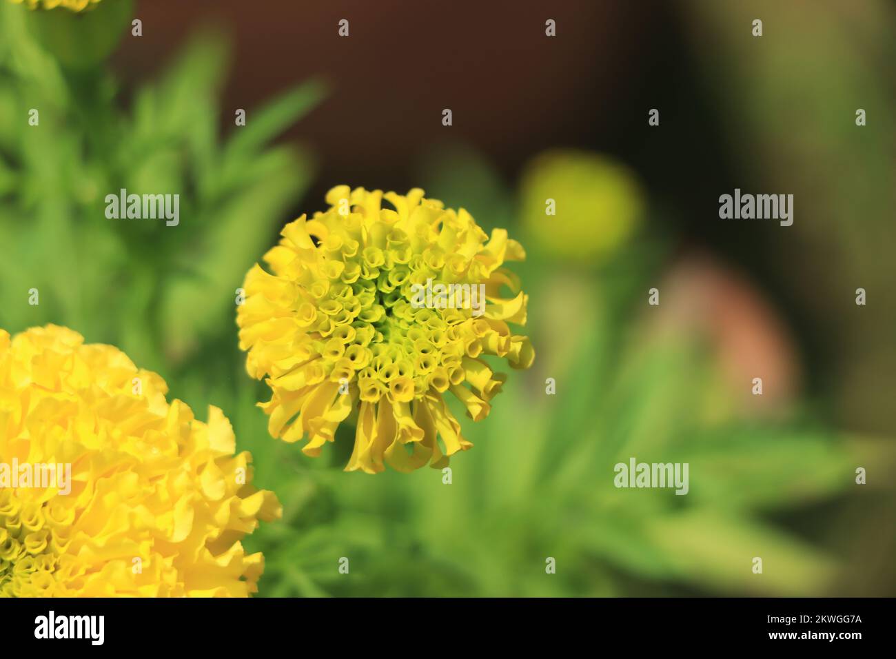 Beautiful marigold flowers in the garden Stock Photo - Alamy