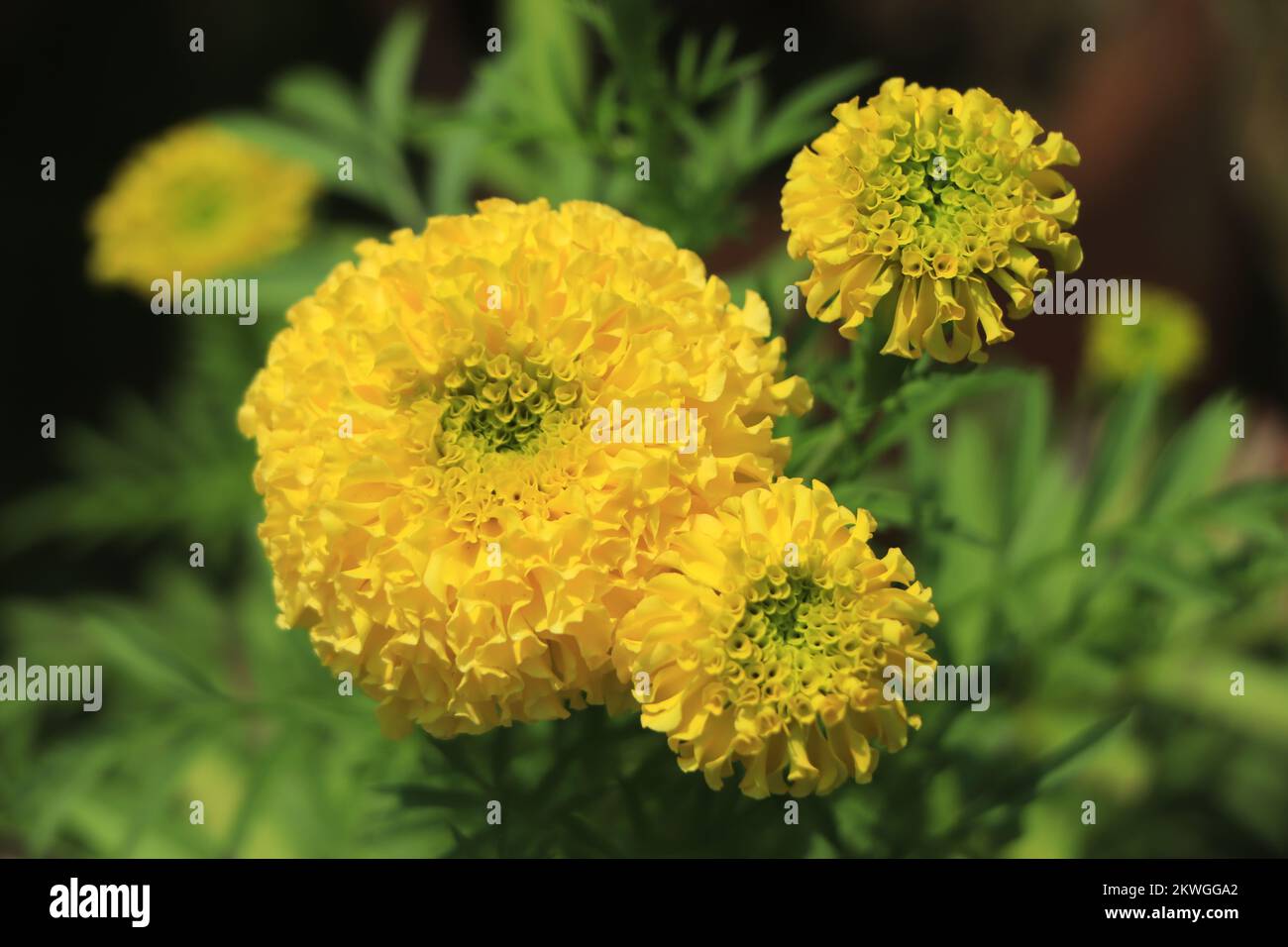 Beautiful marigold flowers in the garden Stock Photo - Alamy