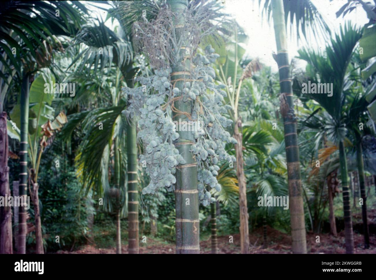 The areca nut is the fruit of the areca palm, which grows in much of ...