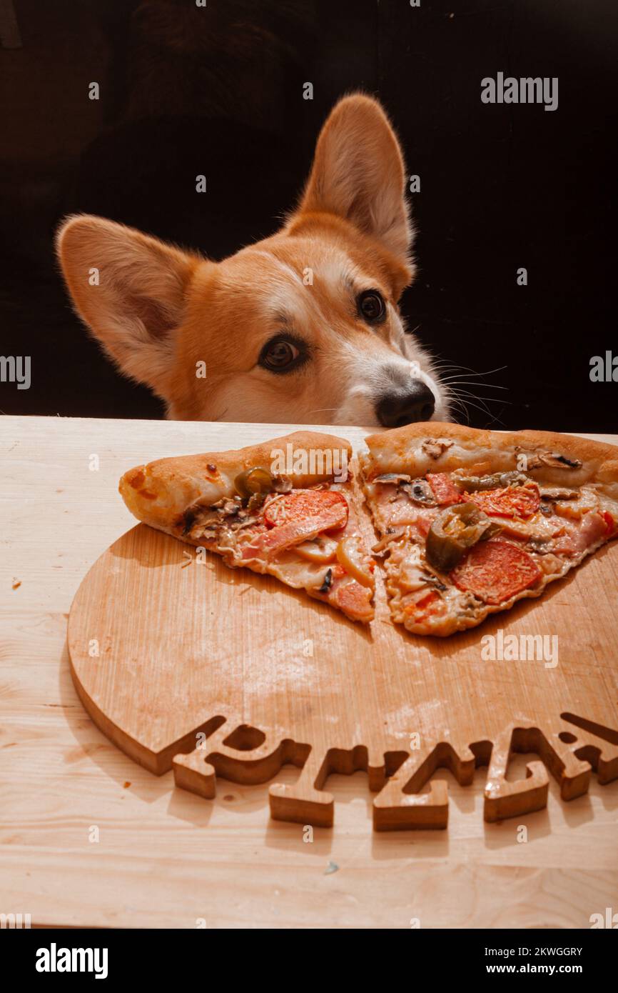 One cute Pembroke Corgi wants to eat a slice of pizza from the table ...