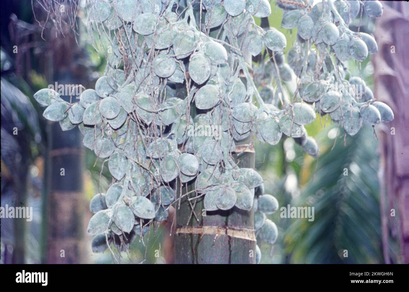 The areca nut is the fruit of the areca palm, which grows in much of ...